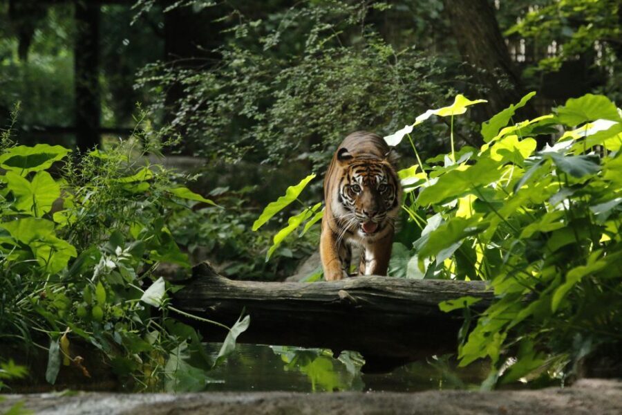 Dallas CityPASS®: Save up to 49% at 4 Top Attractions - How the Tour Works in Practice