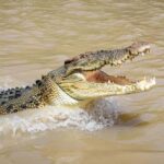 Darwin: Adelaide River Cruises, Jumping Crocodile Experience - Close Encounters with Saltwater Crocodiles