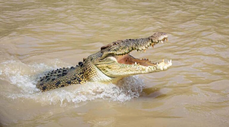 Darwin: Adelaide River Cruises, Jumping Crocodile Experience - Close Encounters with Saltwater Crocodiles