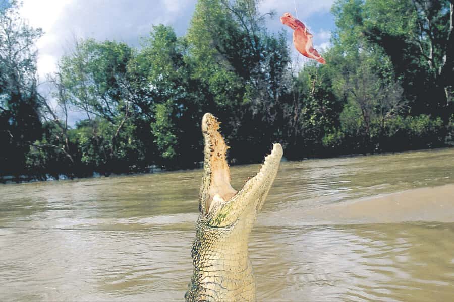 Darwin: Adelaide River Half-Day Jumping Crocs Cruise - Guides and Group Dynamics