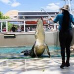 Darwin: Crocosaurus Cove and RFDS Entry - The Sum Up