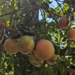 Darwin: Forage for an Outback Gourmet Feast & Sightseeing - Who Would Love This Tour?