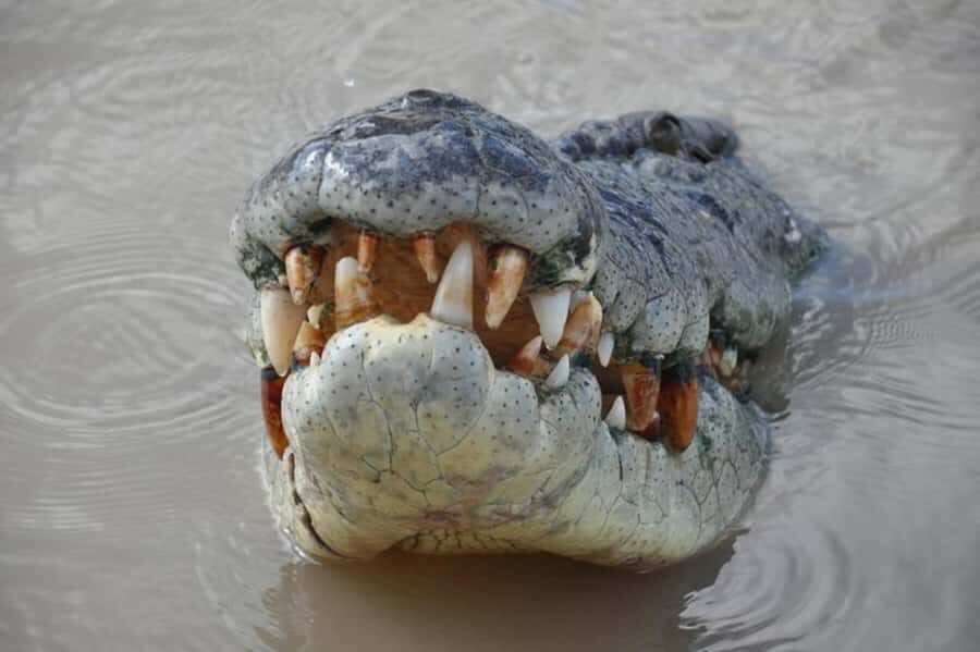 Darwin: Jumping Crocodile Adventure Cruise with Lunch - What Makes This Tour Stand Out?
