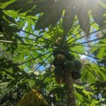 Darwin: Private Forage for an Outback Feast & Sightseeing - Practical Details and What to Expect