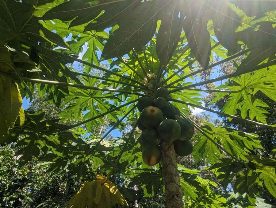 Darwin: Private Forage for an Outback Feast & Sightseeing - Practical Details and What to Expect