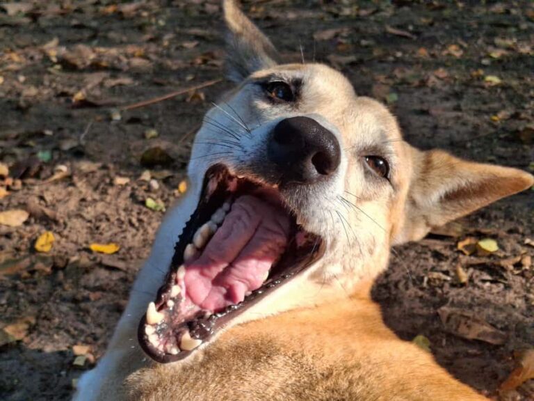 Darwin: Territory Wildlife Park Entry Ticket - Who Will Love This Experience?