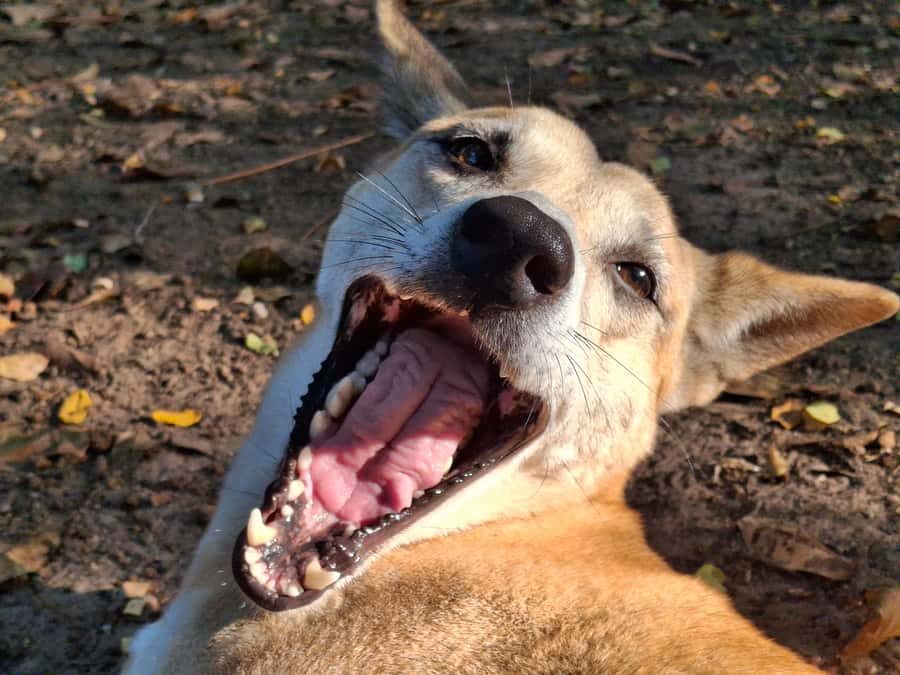 Darwin: Territory Wildlife Park Entry Ticket - Who Will Love This Experience?