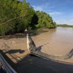 Darwin: The Croc Bus to the Famous Jumping Crocodile Cruise - Why This Tour Works for You