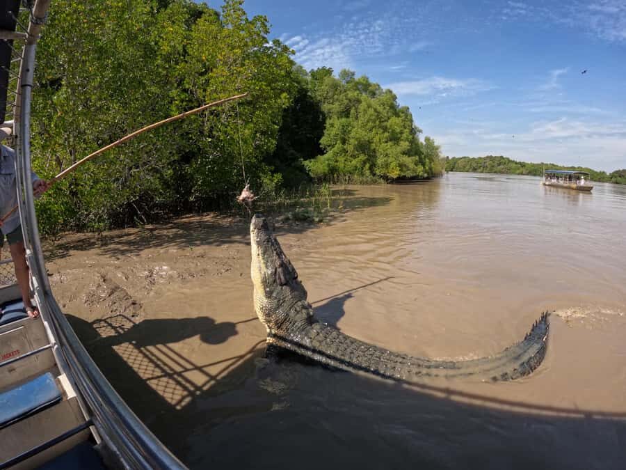 Darwin: The Croc Bus to the Famous Jumping Crocodile Cruise - Why This Tour Works for You