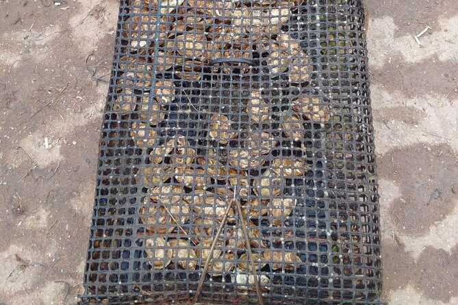 Davids North Shore Tour - What’s Included and What’s Not