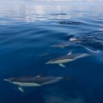 Day sea kayak tour Rangitoto Island - The Value and Practical Aspects