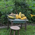 Day Tour Hobbiton + Rotorua from Auckland in Luxury Minibus - What You Can Expect from the Experience