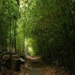 Day Tour to Paronella Park, Lake Barrine and Millaa Millaa Falls - Lake Barrine: Tranquility in a Crater Lake