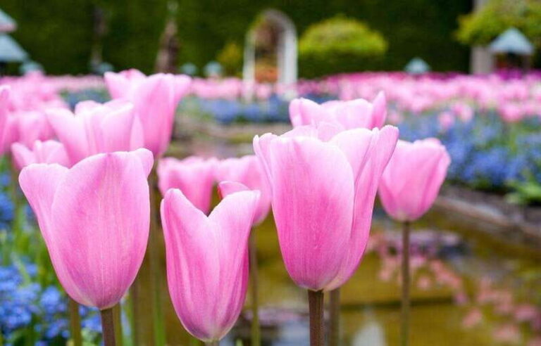 Day Trip from Vancouver to Victoria and Butchart Gardens - Analyzing the Value and Practicalities