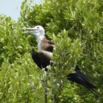 Day Trip to Isla Contoy - A Closer Look at the Itinerary and What You Can Expect