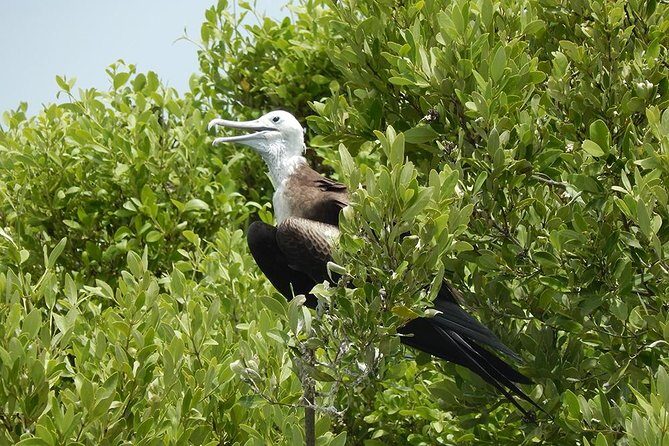 Day Trip to Isla Contoy - A Closer Look at the Itinerary and What You Can Expect