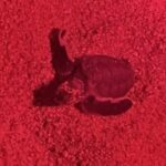 DE rismo and Night Monitoring of Sea Turtles - Value and Pricing Analysis