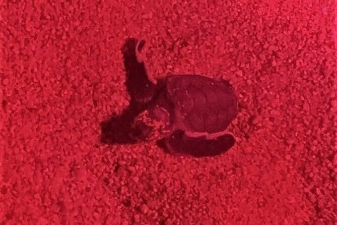 DE rismo and Night Monitoring of Sea Turtles - Value and Pricing Analysis