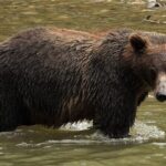 Deluxe Grizzlies and Culture Tour in Campbell River - Who Is This Tour Best For?
