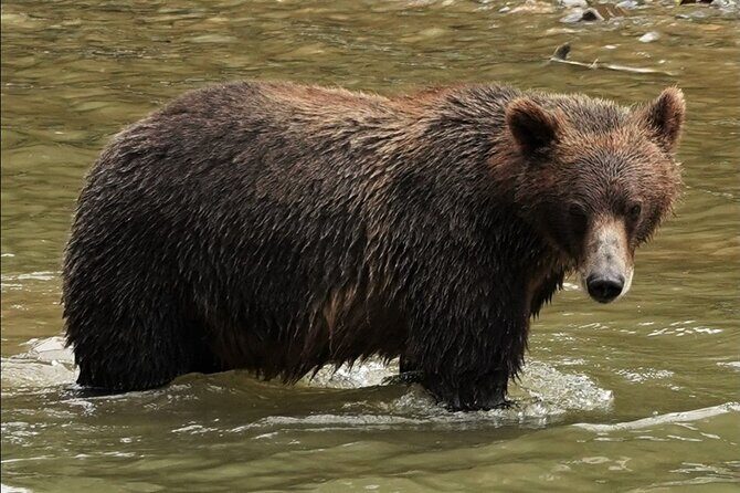 Deluxe Grizzlies and Culture Tour in Campbell River - Who Is This Tour Best For?