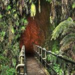 Deluxe Road to Hana Rainforest and Waterfall Experience from Oahu - What to Expect During the Day