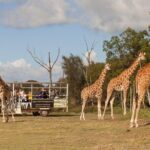 Deluxe Safari Adventure at Werribee Open Range Zoo - excl. entry - The Itinerary: What to Expect