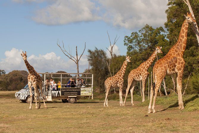Deluxe Safari Adventure at Werribee Open Range Zoo - excl. entry - The Itinerary: What to Expect