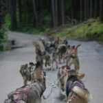 Denali Husky Kennel & Brewpub Visit  Half-Day Experience - An In-Depth Look at the Tour Itself