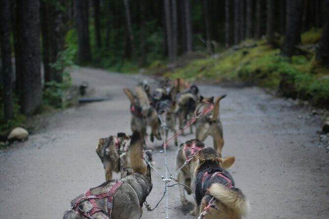 Denali Husky Kennel & Brewpub Visit  Half-Day Experience - An In-Depth Look at the Tour Itself
