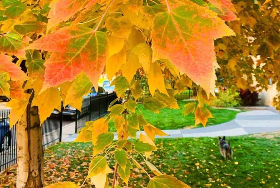 Denver City Highlights Tour - Detailed Breakdown of the Itinerary