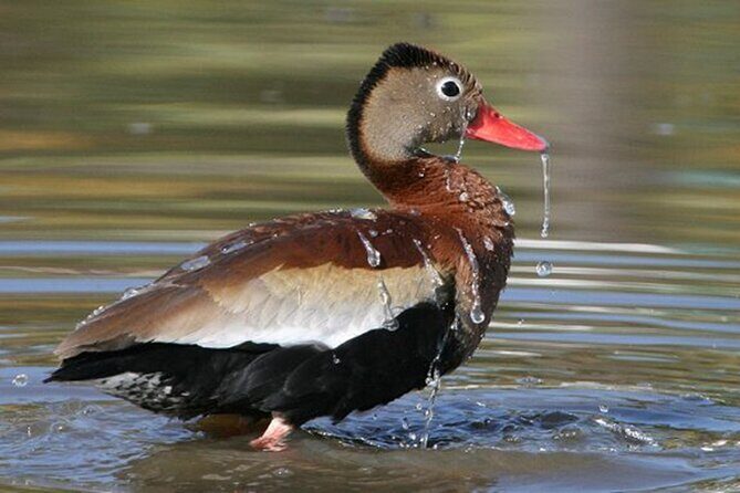 Desembocada and Ameca River Bird Paradise (Wetland and Tropical birds in PV) - What Sets This Tour Apart