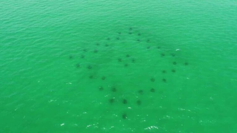 Destin: Reef Snorkeling Adventure - What the Experience Looks Like