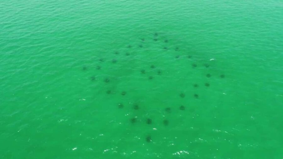 Destin: Reef Snorkeling Adventure - What the Experience Looks Like