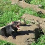 Devils at Cradle: Day Keeper Tour and Entry to Wildlife Park - The Sanctuary and Its Unique Setting