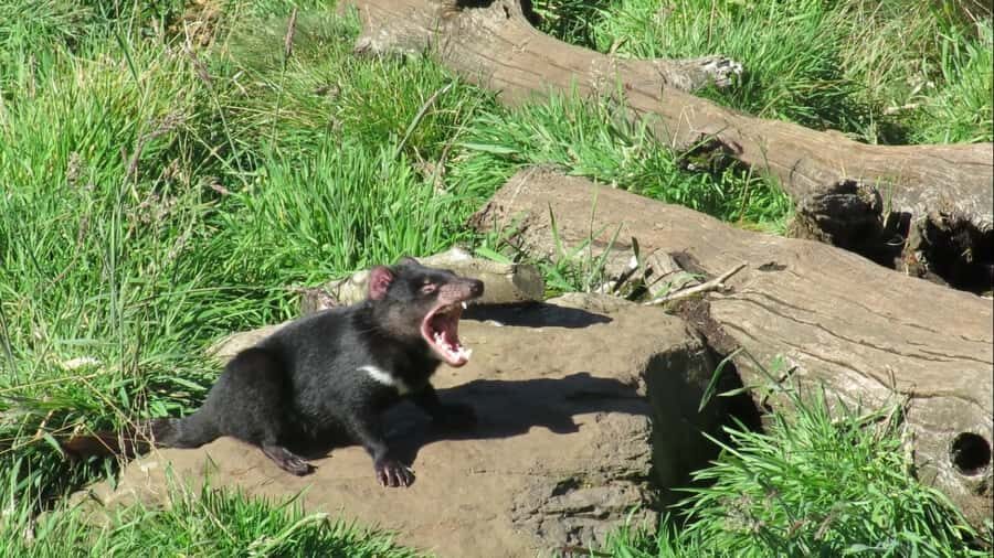 Devils at Cradle: Day Keeper Tour and Entry to Wildlife Park - The Sanctuary and Its Unique Setting