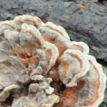 Discover Aurora Illinois Hiking Getaway - What to Expect on the Aurora Illinois Hiking Getaway