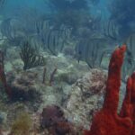 Discover Scuba - The Itinerary: What to Expect from Start to Finish