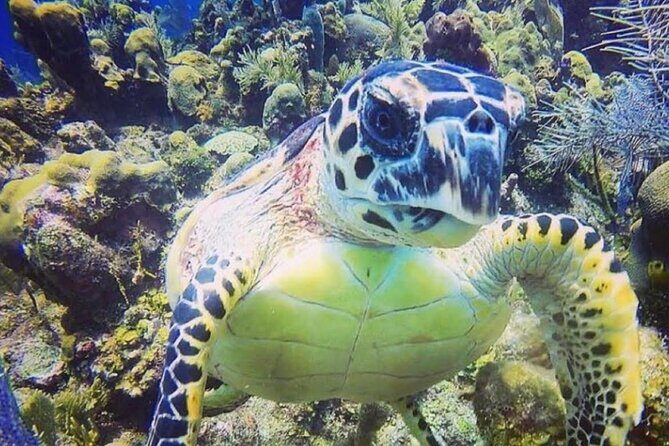 Discover Scuba Diving - An In-Depth Look at the Discover Scuba Diving Experience