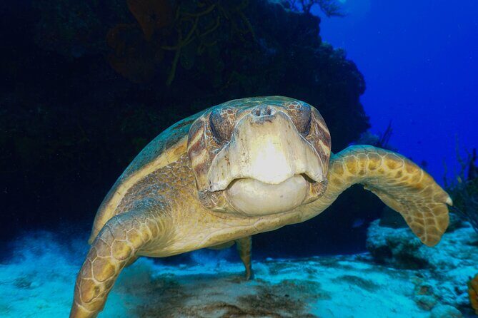 Discover Scuba Diving in Cozumel - Whats Included and What You Should Know