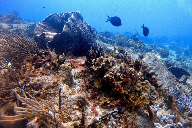 Discover Scuba Diving in Cozumel - What to Expect During Your Tour