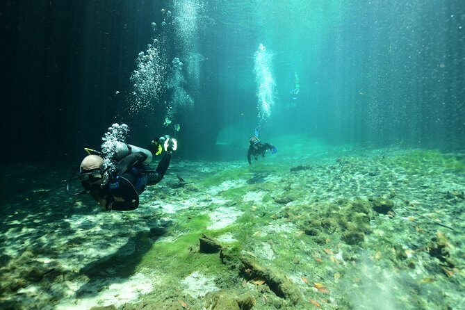 Discover Scuba Diving in Tulum - Why This Tour Offers Great Value for Your Money