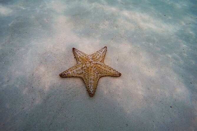 Discover starfish, swim and snorkel at El Cielo Cozumel Reef - Practical Details and What They Mean for You