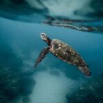 Discover the Beauty of Polynesian Waters by Boat and Snorkeling - The Experience and Equipment