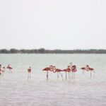 Discover the FABULOUS PINK WATERS at the Caribean (Las Coloradas+Río Lagartos) - Authentic Experiences and Honest Feedback