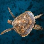 Discover the magical Moorea Lagoon - Who Will Love This Tour?