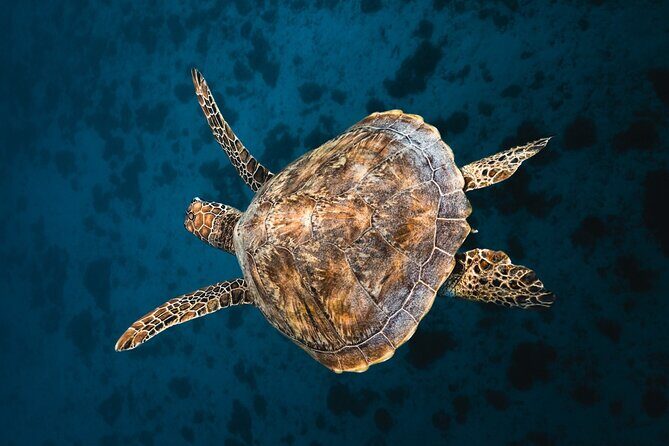 Discover the magical Moorea Lagoon - Who Will Love This Tour?