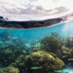 Discovery Program - Practical Tips for Your Dive Experience