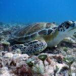 Diving in Cancun Underwater Museum of Art - Experience Quality and Guide Expertise