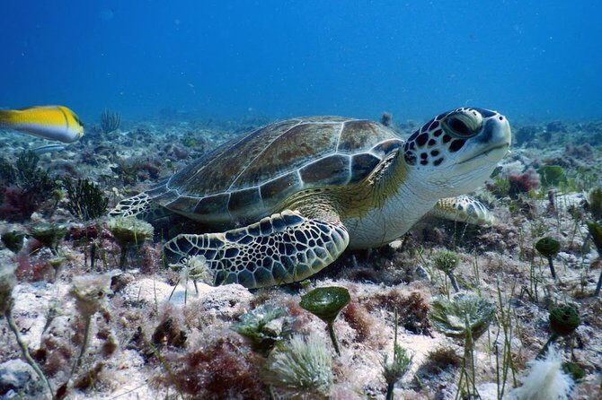 Diving in Cancun Underwater Museum of Art - Experience Quality and Guide Expertise