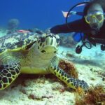 Diving + Muse - Meeting Points and Logistics